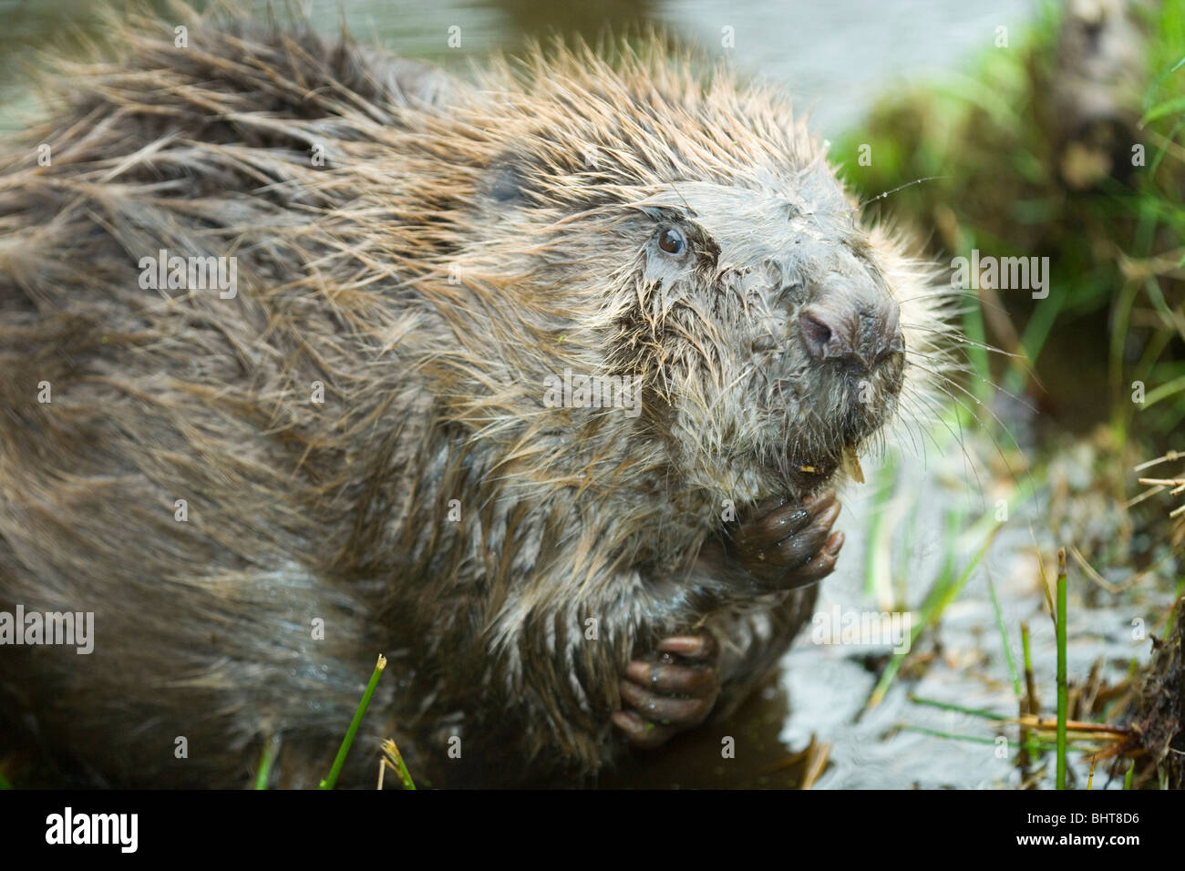 Beaver foot hi-res stock photography and images - Alamy