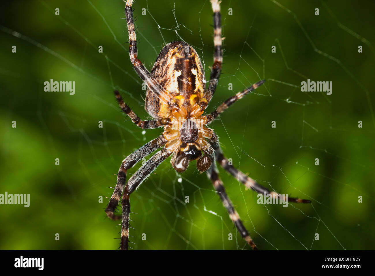Spider beetles hi-res stock photography and images - Alamy