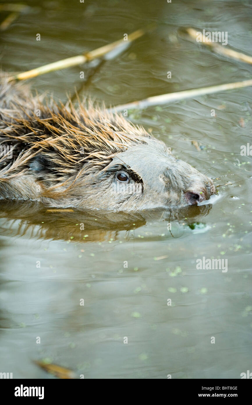 Animal fiber hi-res stock photography and images - Alamy