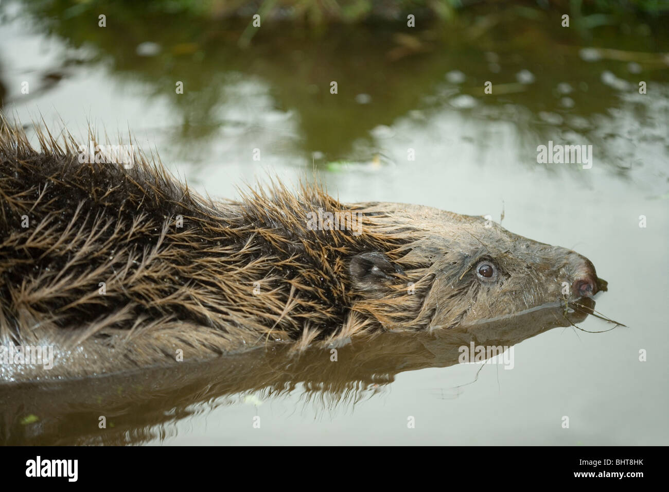 Partially dry fur coat hi-res stock photography and images - Alamy