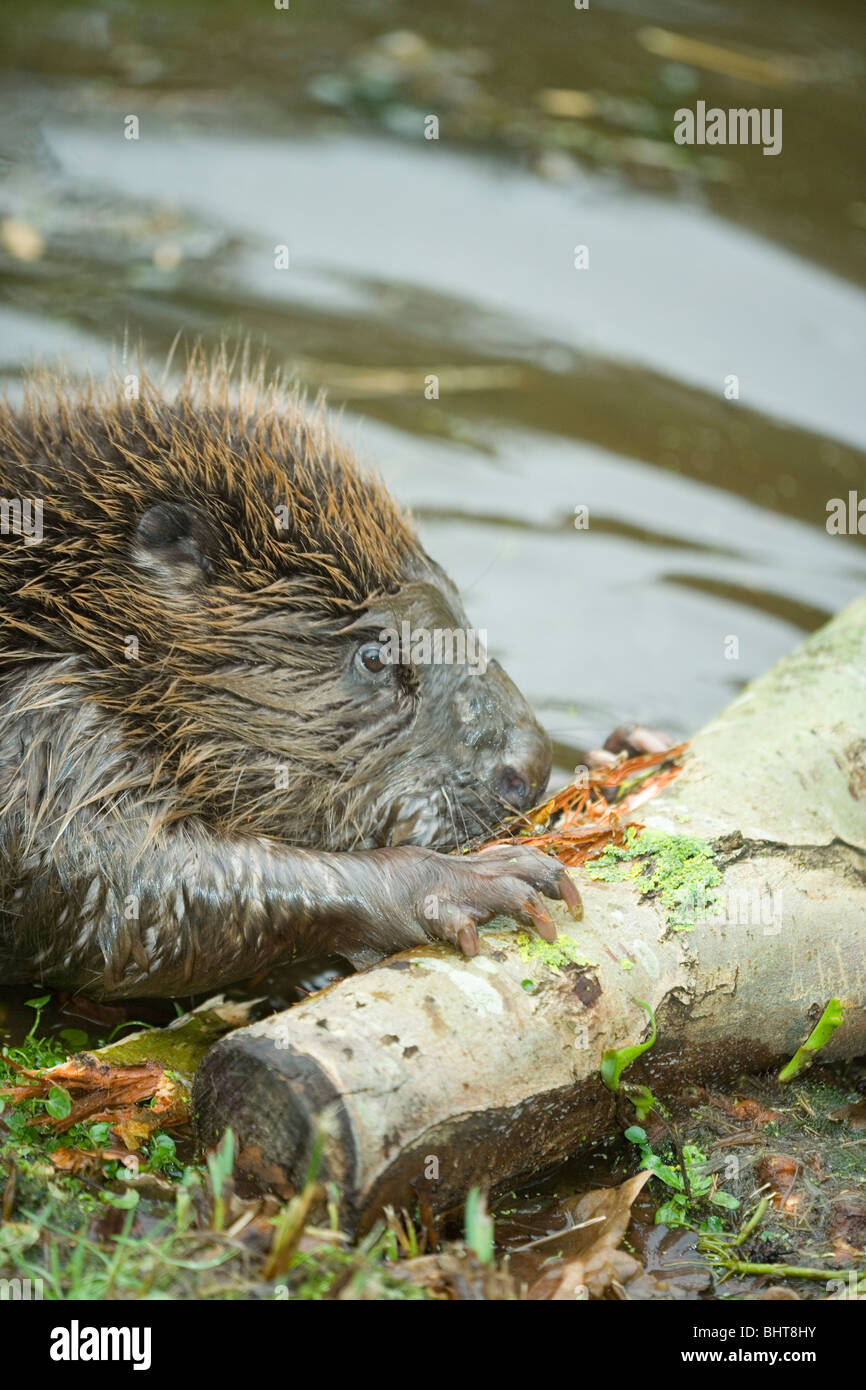 European Beaver (Castor fiber). Chewing at Willow bark (Salix sp ...