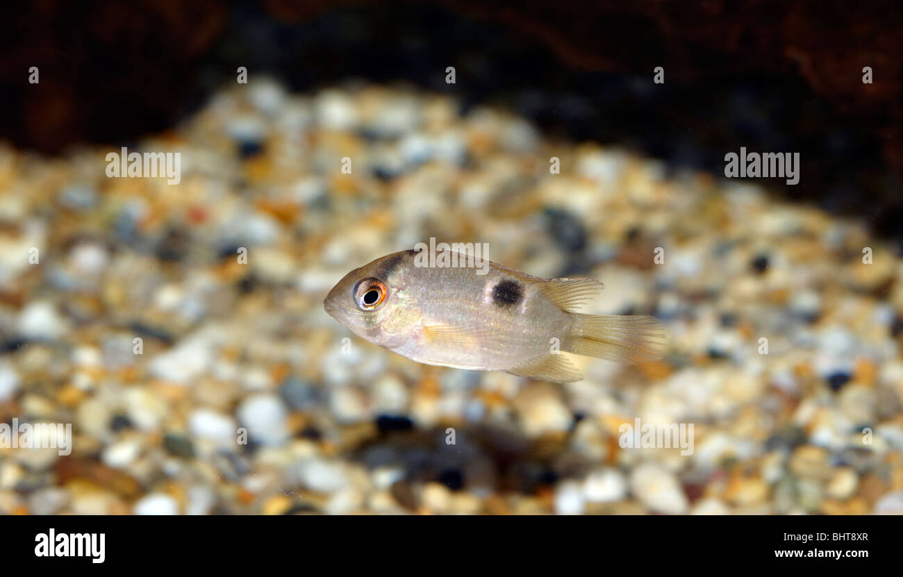 Keyhole cichlid hi-res stock photography and images - Alamy
