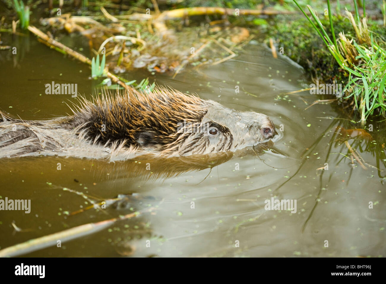 European Beaver (Castor fiber). Head showing alignment of ears, eyes ...