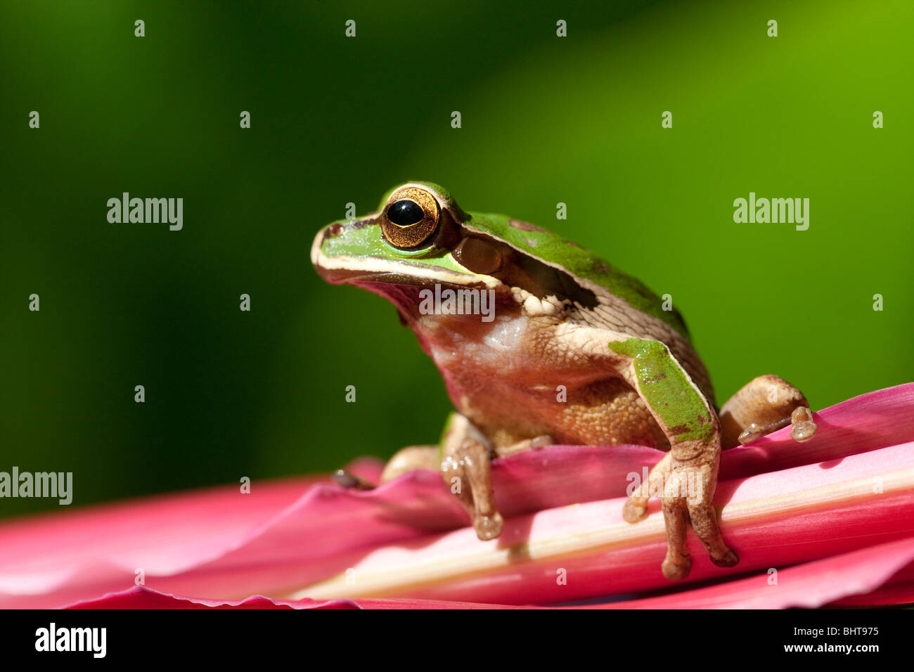 Costa Rican Amphibian High Resolution Stock Photography and Images - Alamy