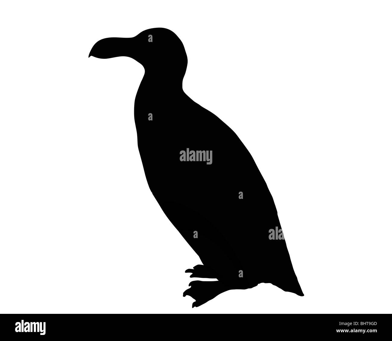 Auk razorbill bird animal silhouette vector illustration black white hi ...