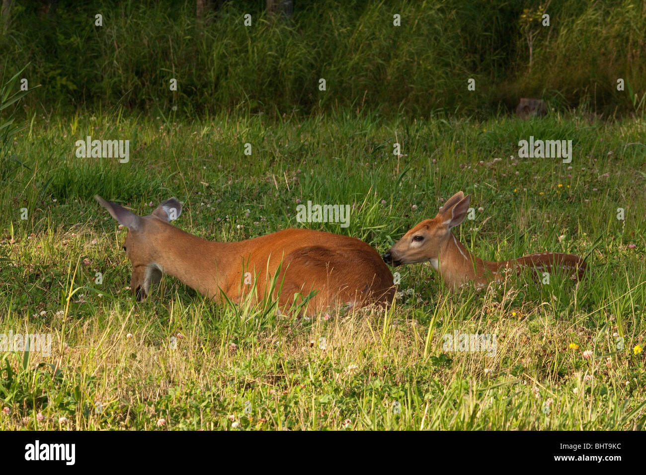 White-tailed doe with fawn Stock Photo - Alamy