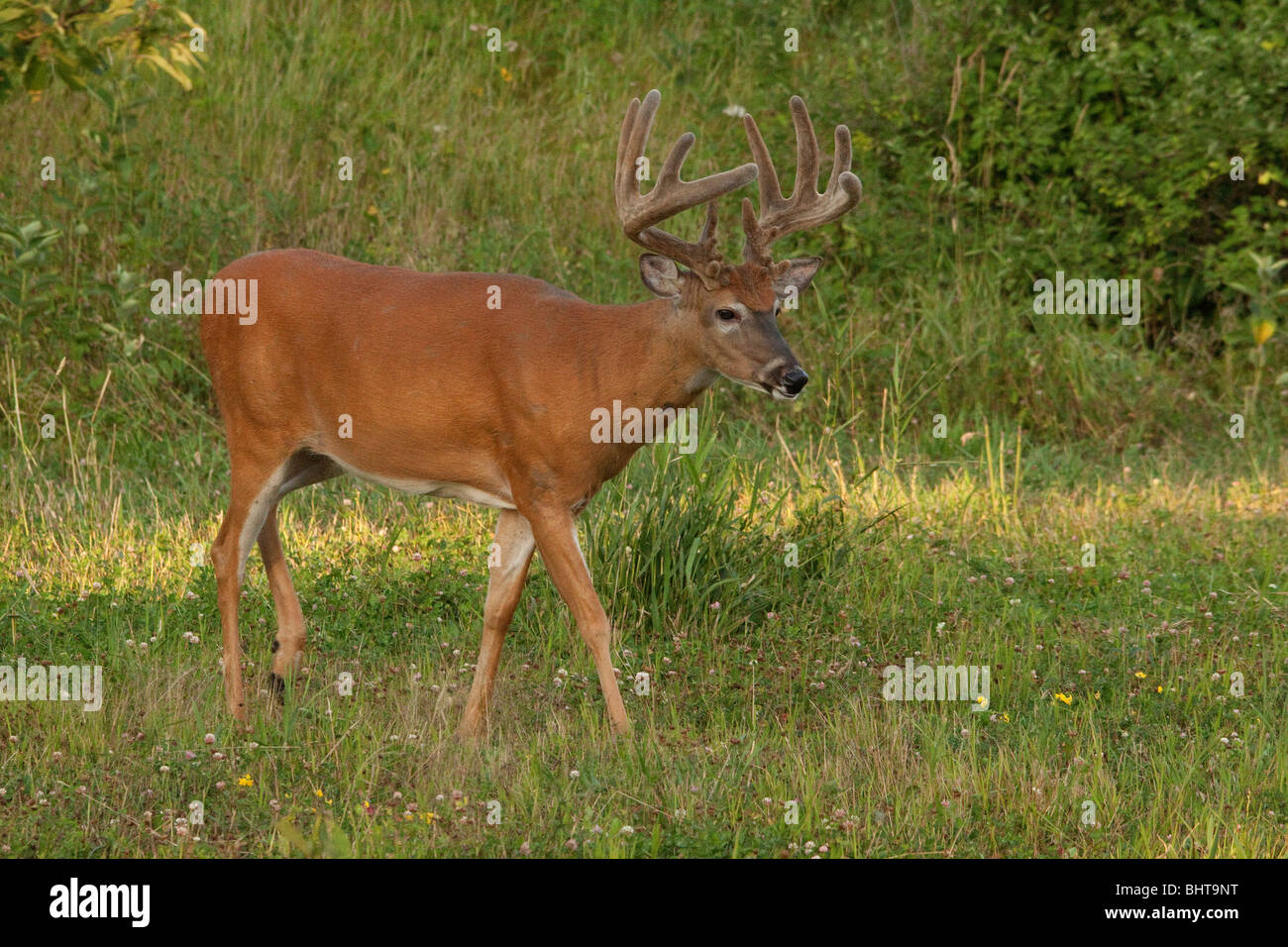 White-tailed buck in velvet Stock Photo - Alamy