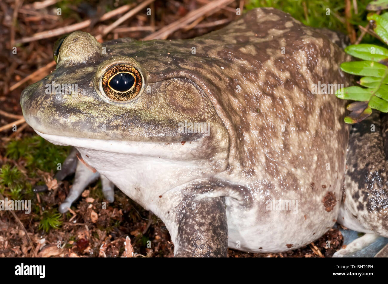 Bullfrog rana catesbeiana native united hi-res stock photography and ...
