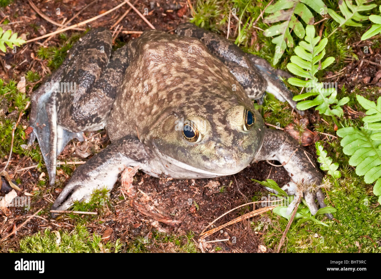 Bullfrog, Rana catesbeiana, native to much of the United States and ...