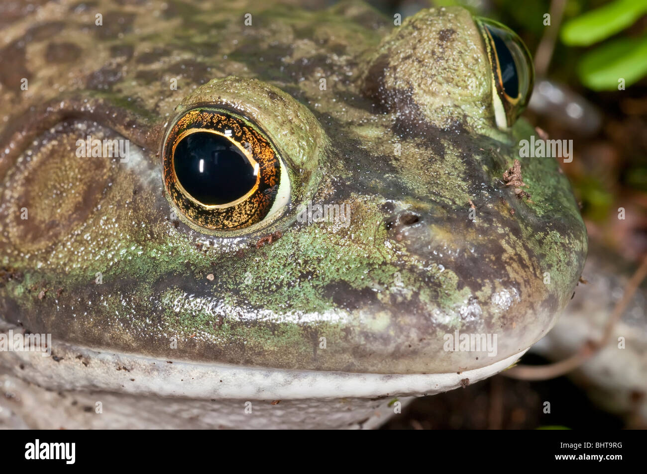 Southern Bullfrog High Resolution Stock Photography and Images - Alamy