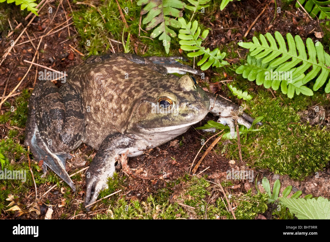 Bullfrog, Rana catesbeiana, native to much of the United States and ...