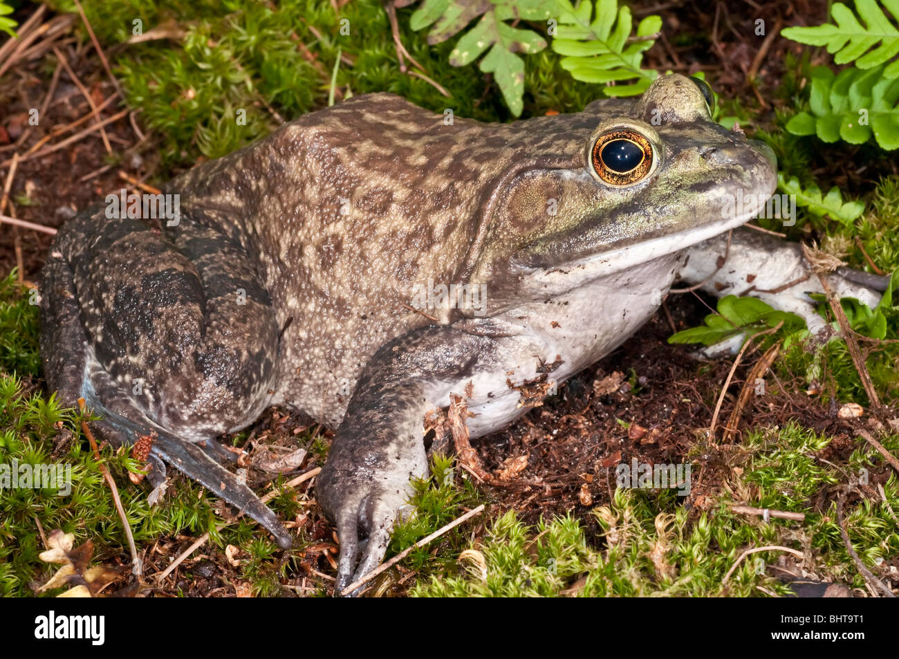 Bullfrog rana catesbeiana canada hi-res stock photography and images ...