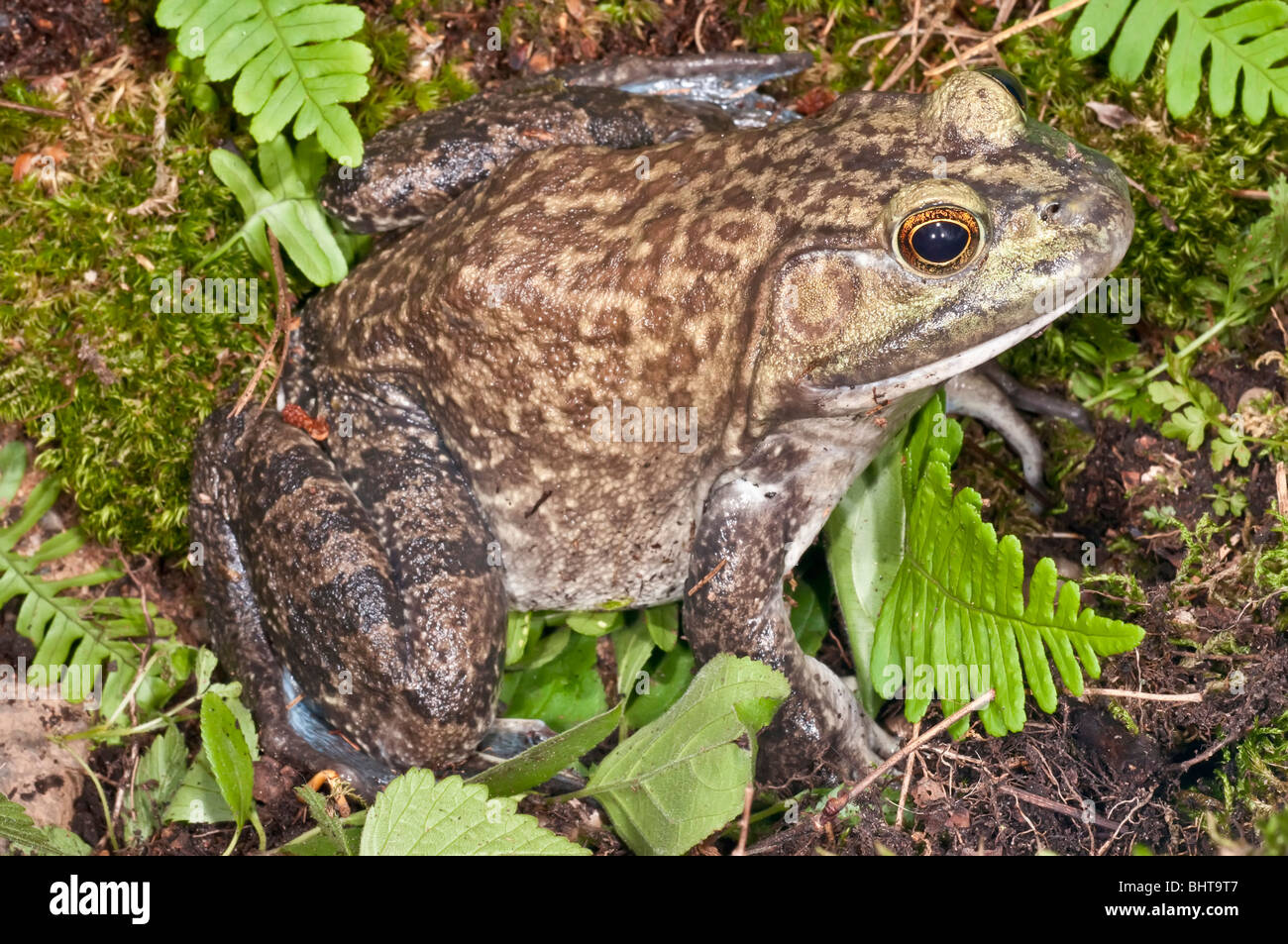 Southern Bullfrog High Resolution Stock Photography and Images - Alamy