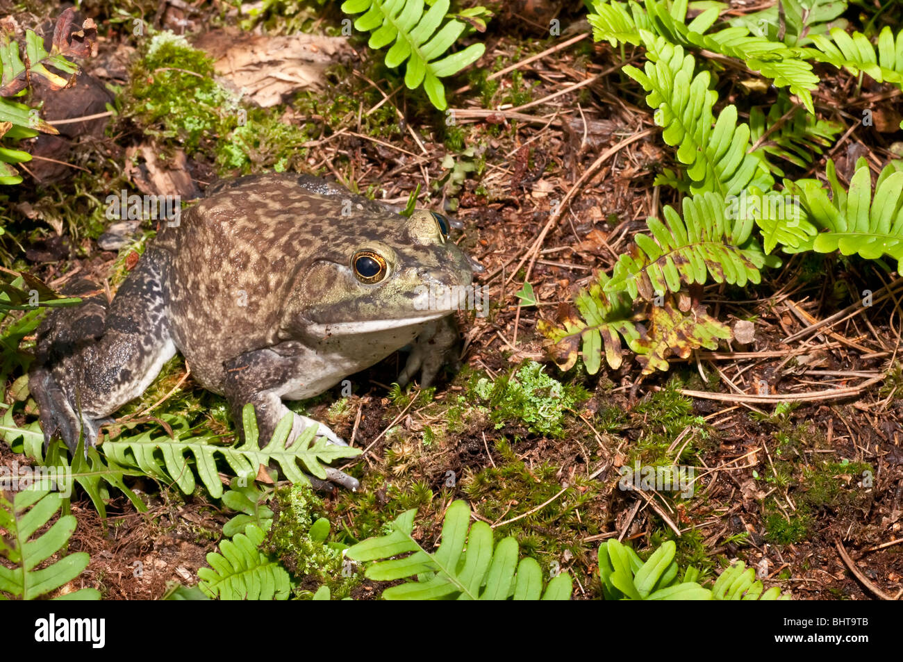 Southern bullfrog hi-res stock photography and images - Alamy