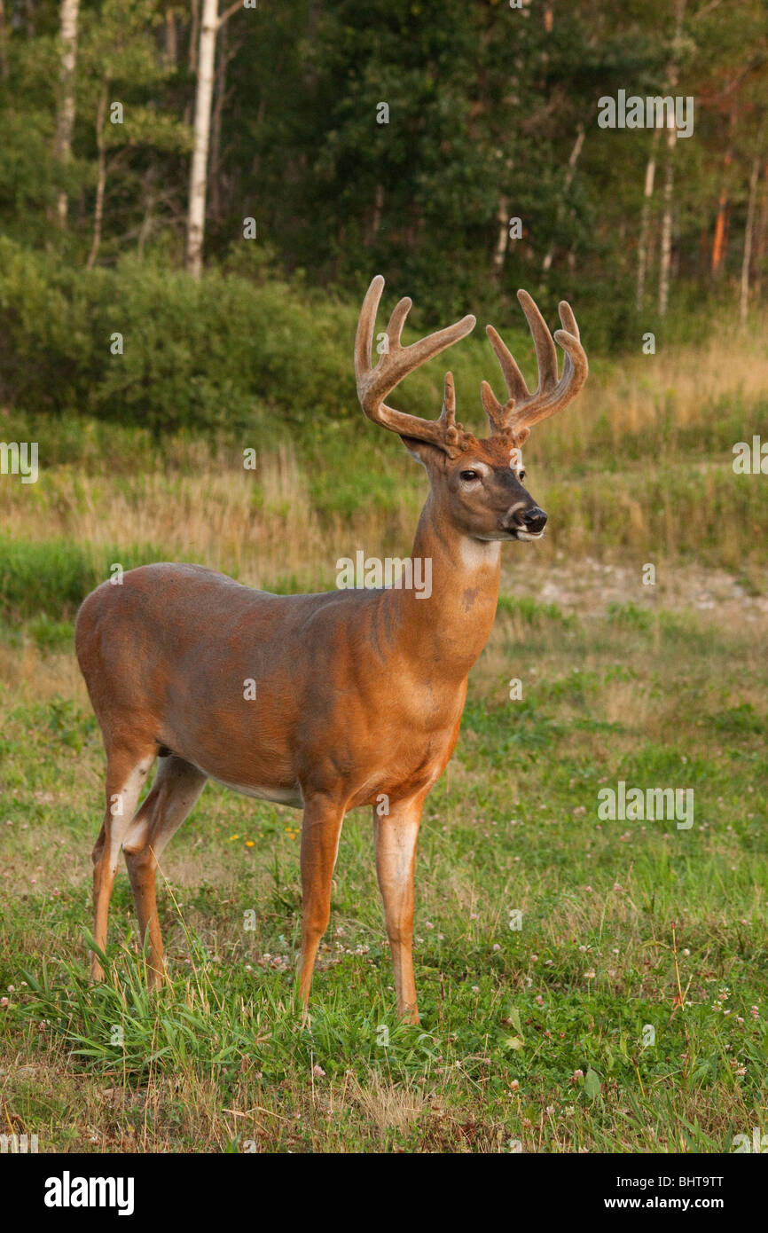 White-tailed buck in velvet Stock Photo - Alamy