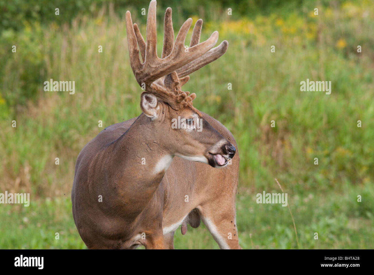 Velvet hunting coat hi-res stock photography and images - Alamy
