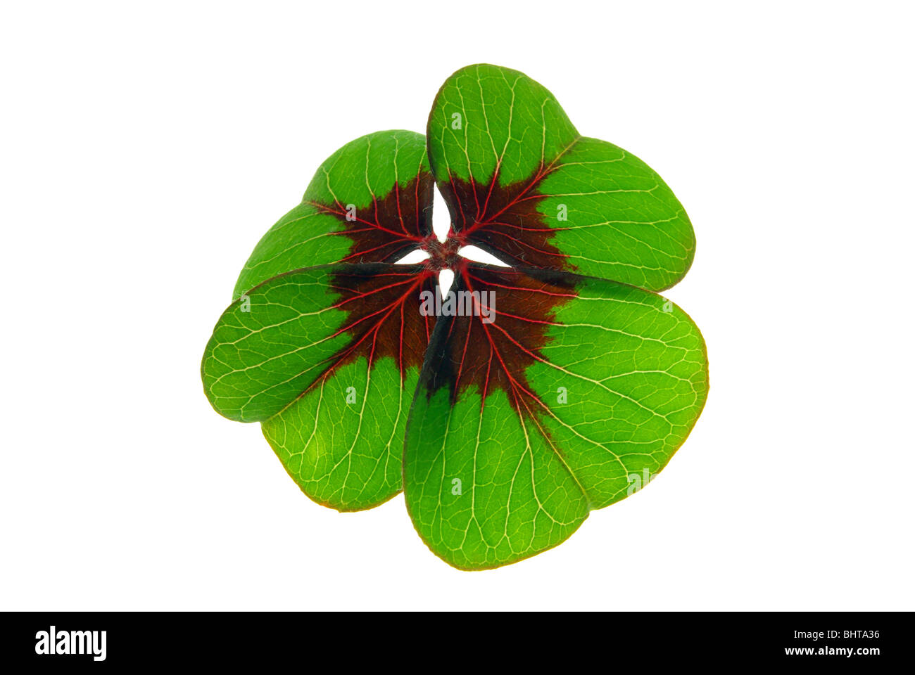 Glücksklee - four leafed clover 29 Stock Photo - Alamy