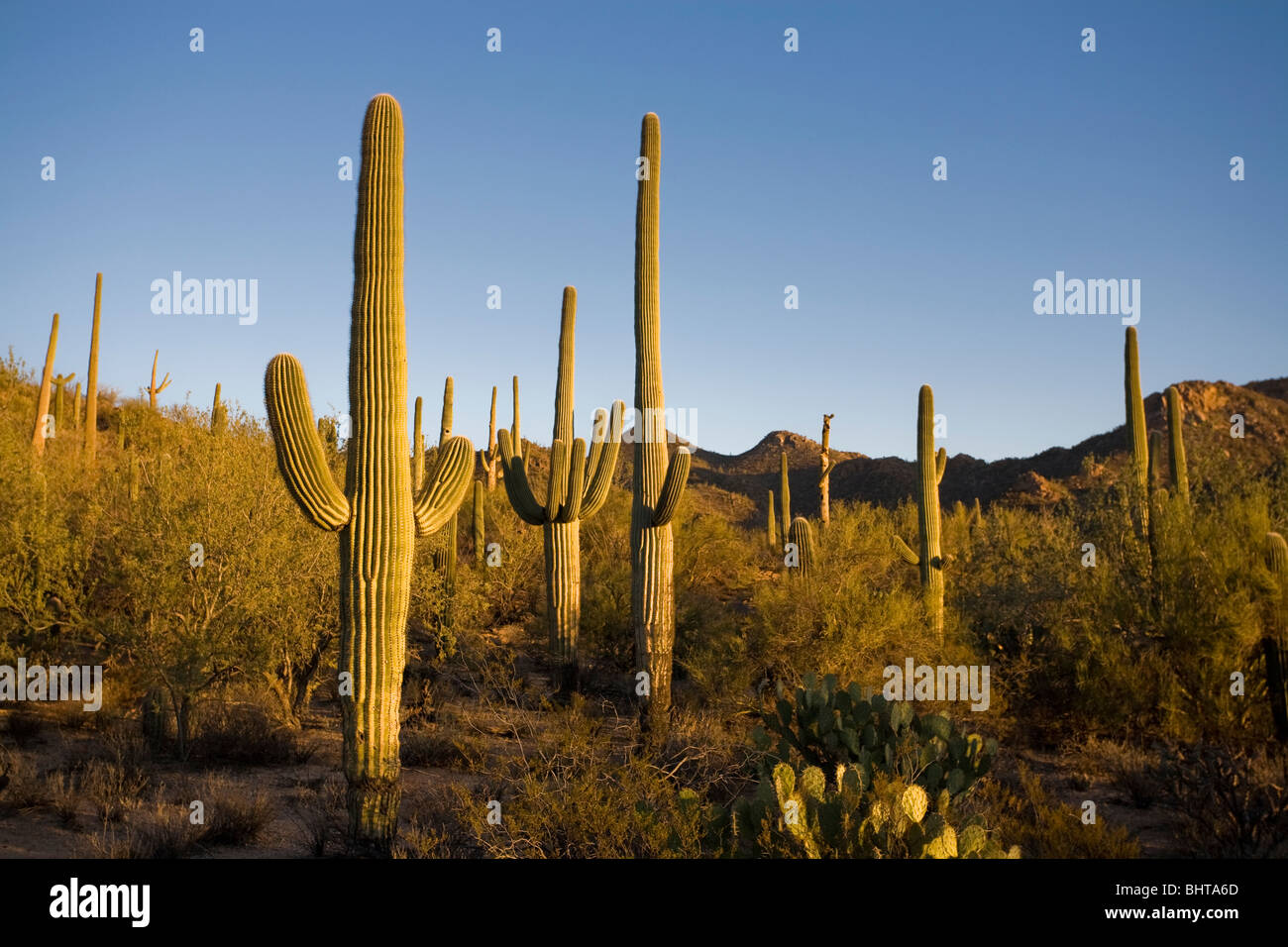 Group of giant Saguaro cacti, Carnegiea gigantea, at Saguaro National ...