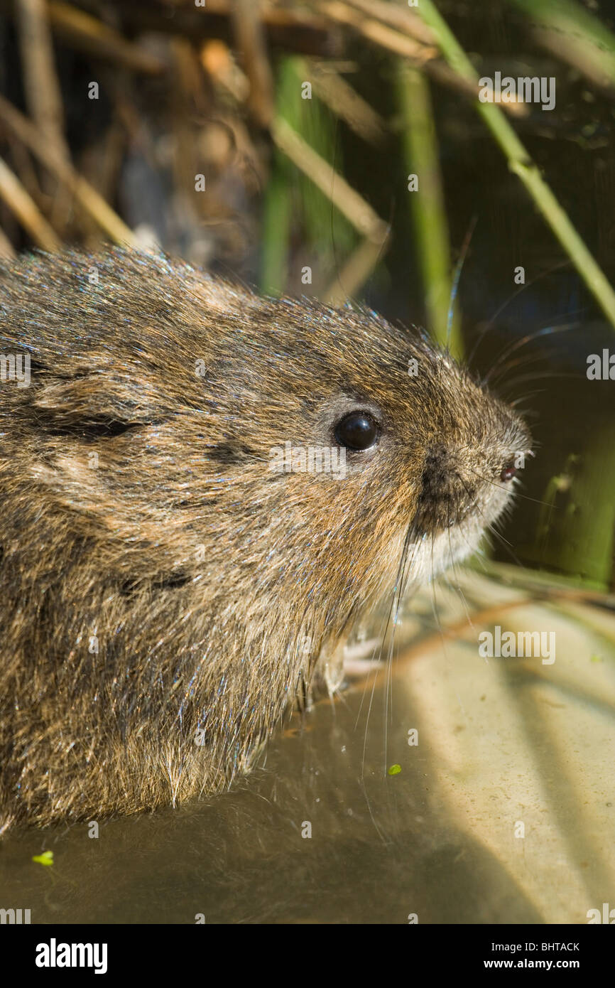 Water Vole (Arvicola amphibius). Portrait Stock Photo - Alamy