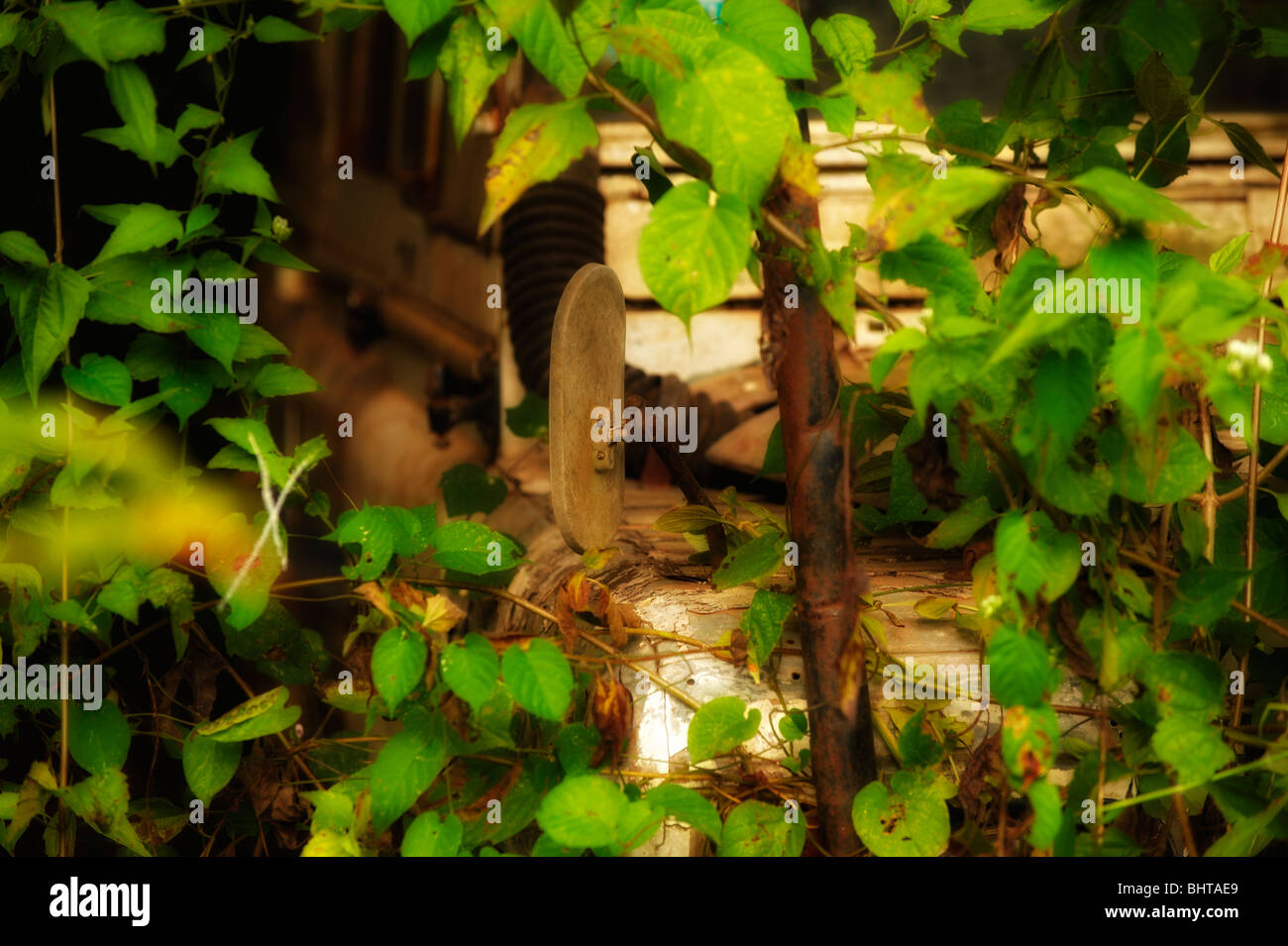 Laos vietnam palm tree hi-res stock photography and images - Alamy