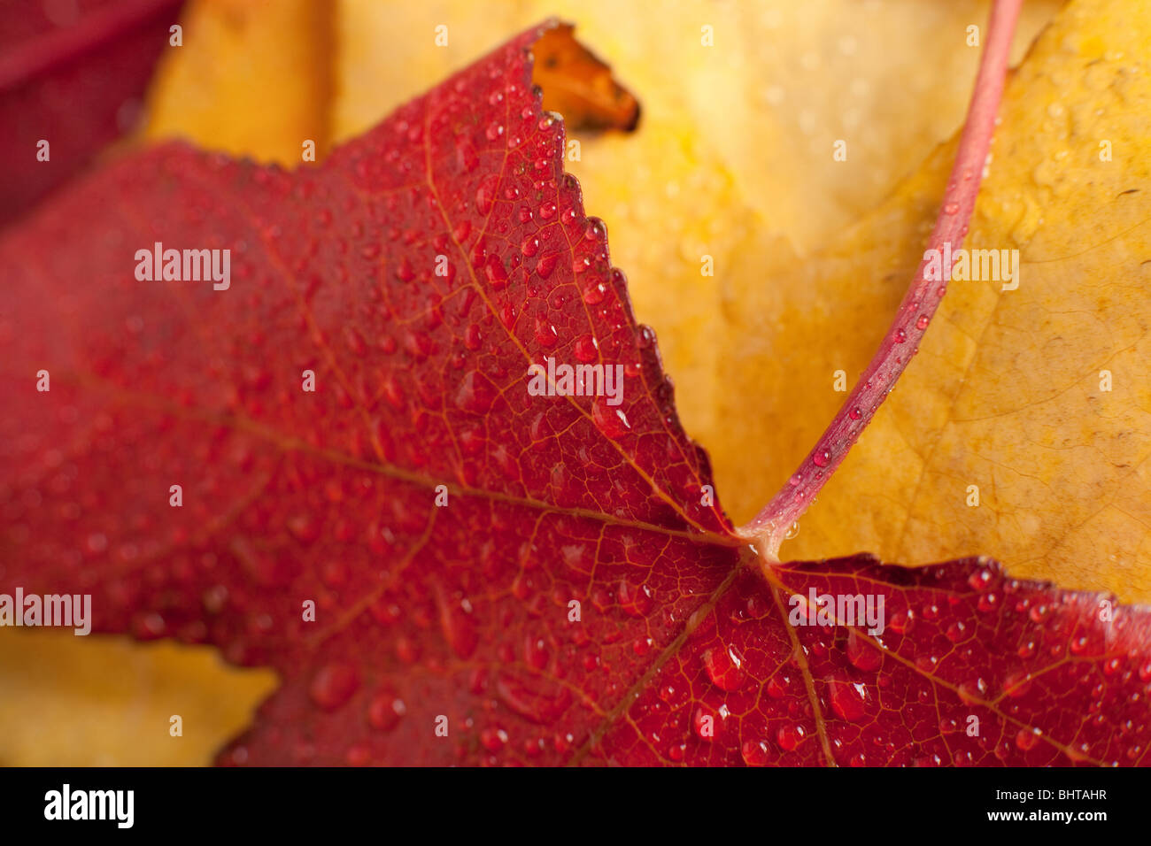 Leaf with water drops Stock Photo - Alamy