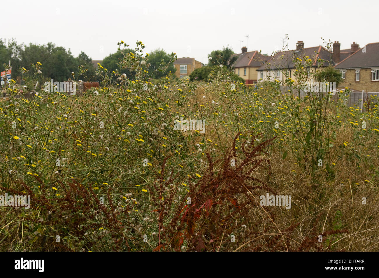 Garden overrun with weeds hi-res stock photography and images - Alamy