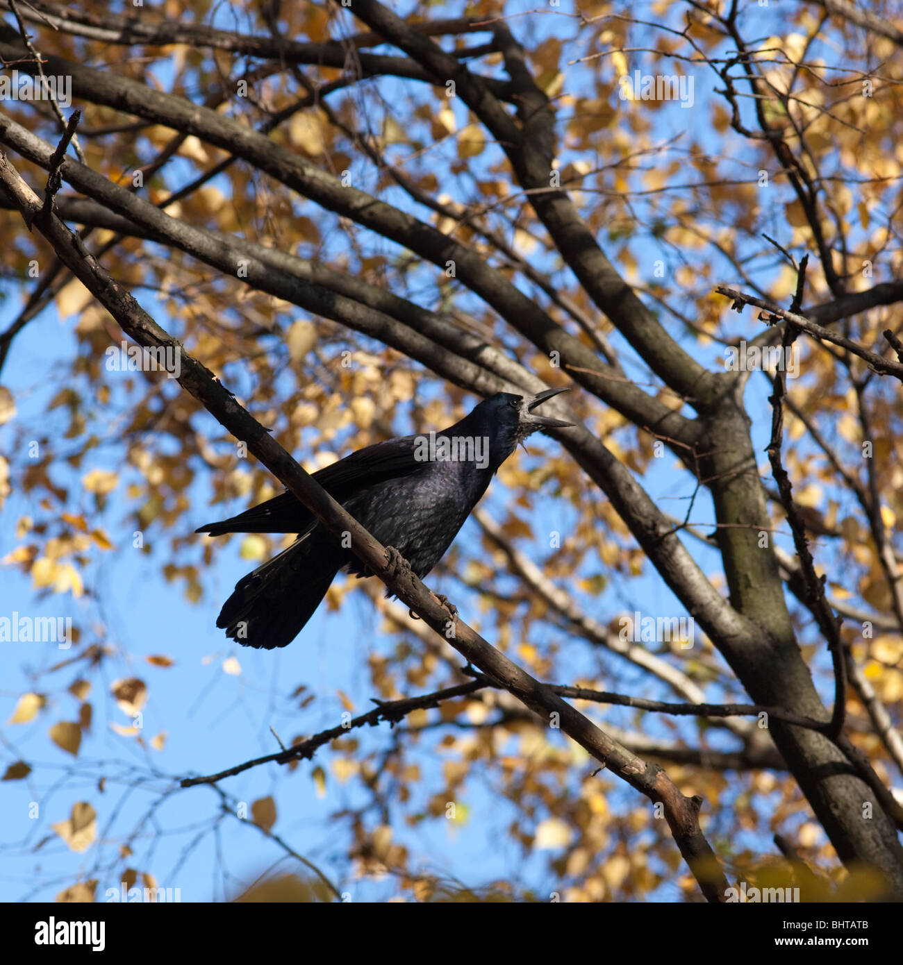 Adult Rook (Corvus frugilegus) in a natural habitat. Wildlife ...
