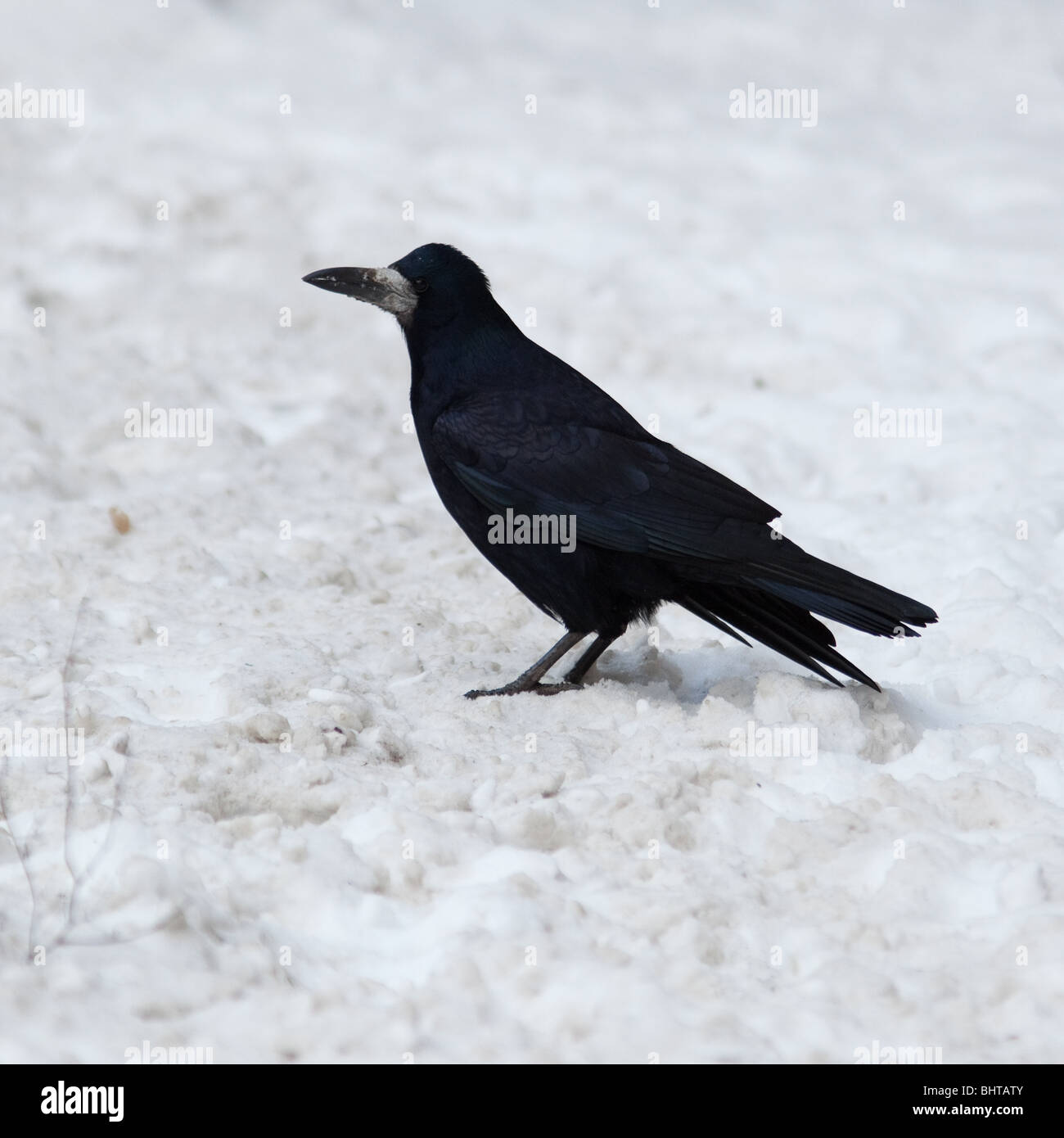 Rook in profile hi-res stock photography and images - Alamy