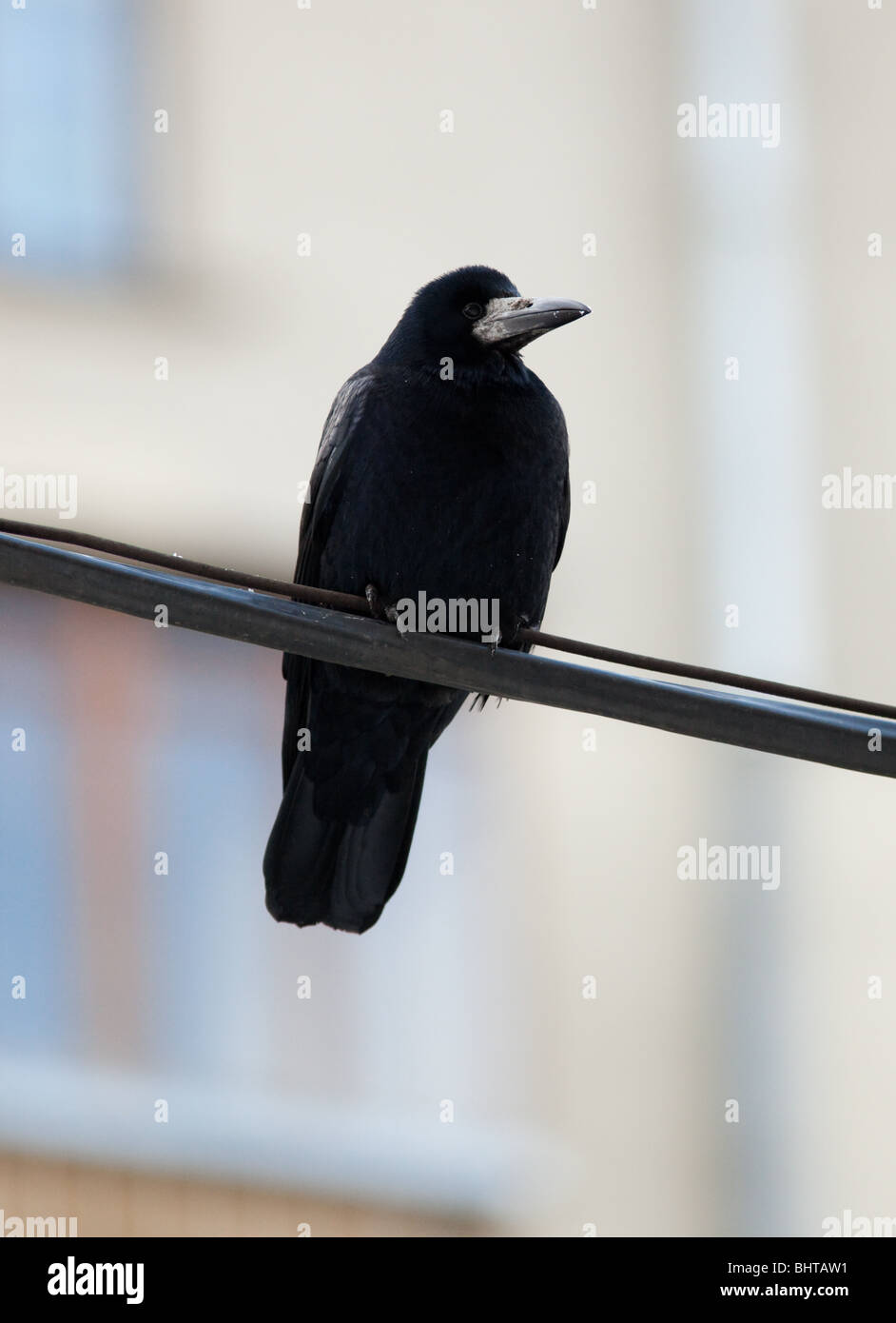 Single Rook High Resolution Stock Photography and Images - Alamy