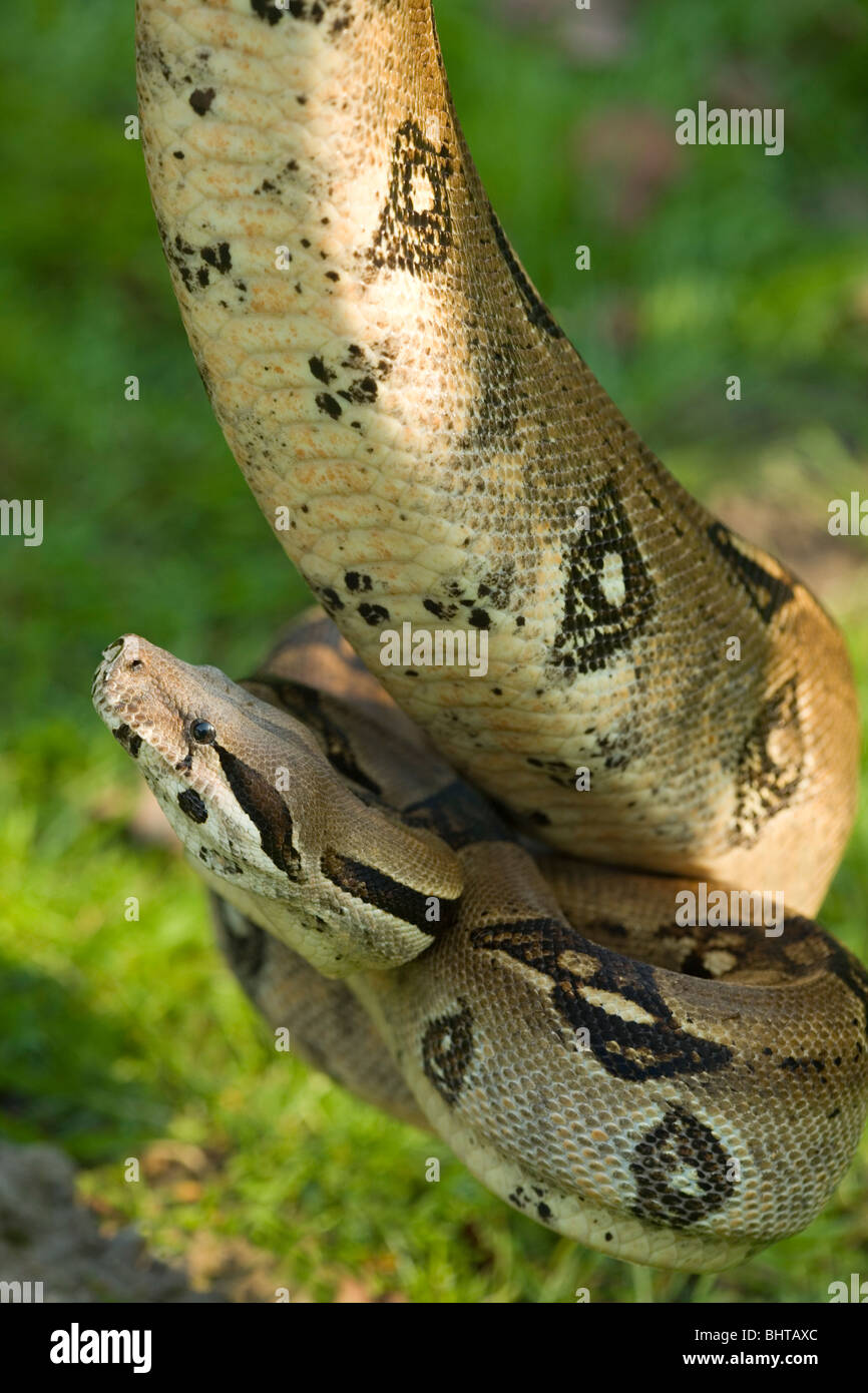 Boa Constrictor (Boa constrictor). Hanging down from a tree branch ...