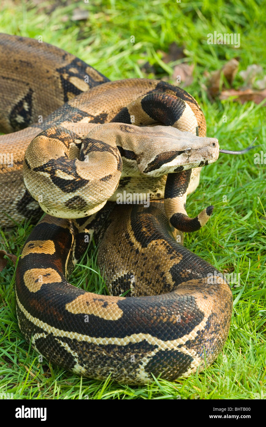 Boa Constrictor (Boa constrictor). Defensive posture. Note bold ...