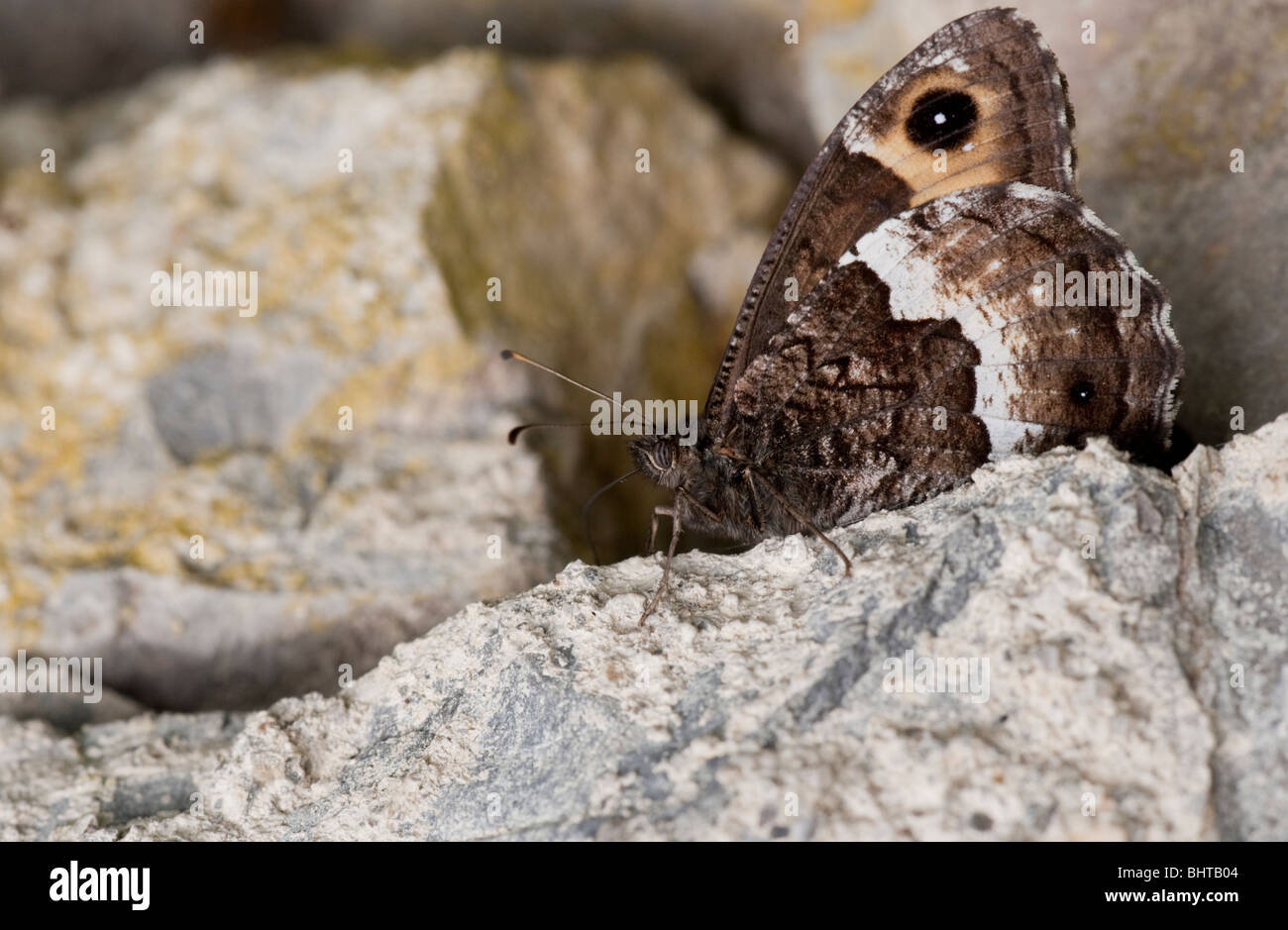 Rock Grayling butterfly Stock Photo - Alamy