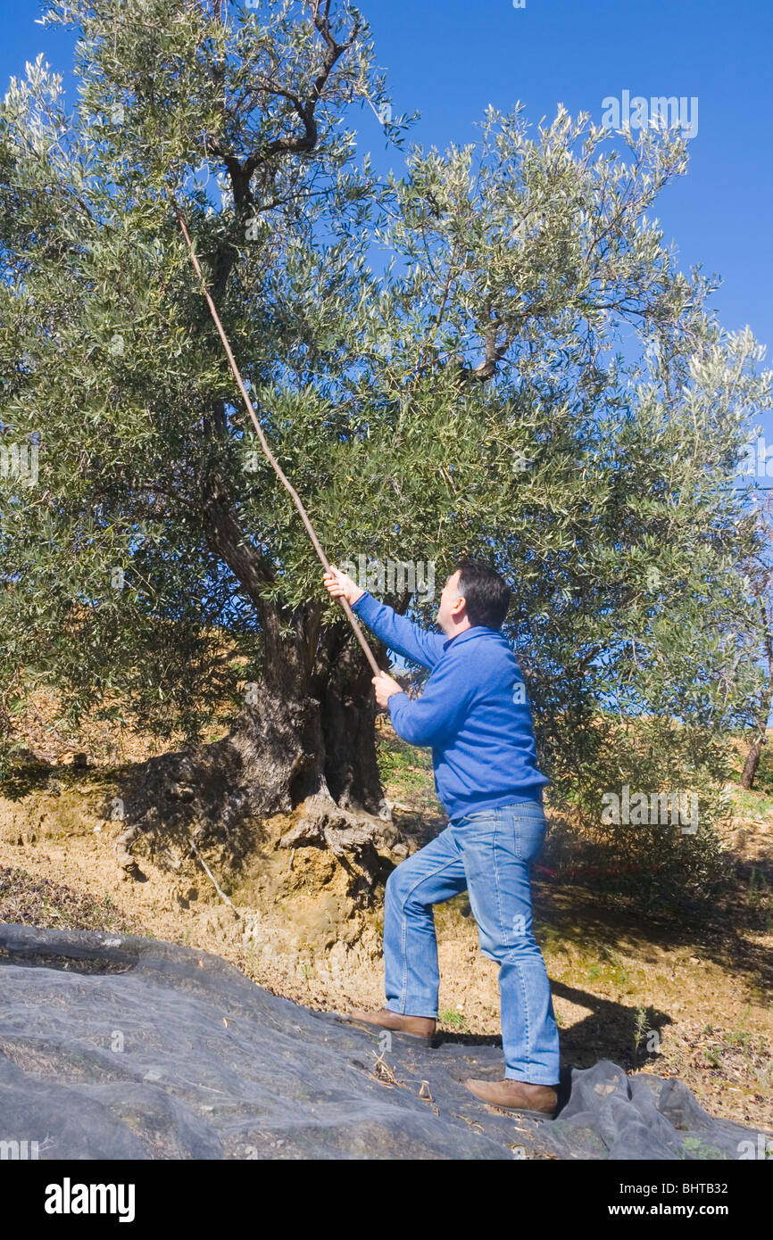 Olive tree spain hi-res stock photography and images - Alamy