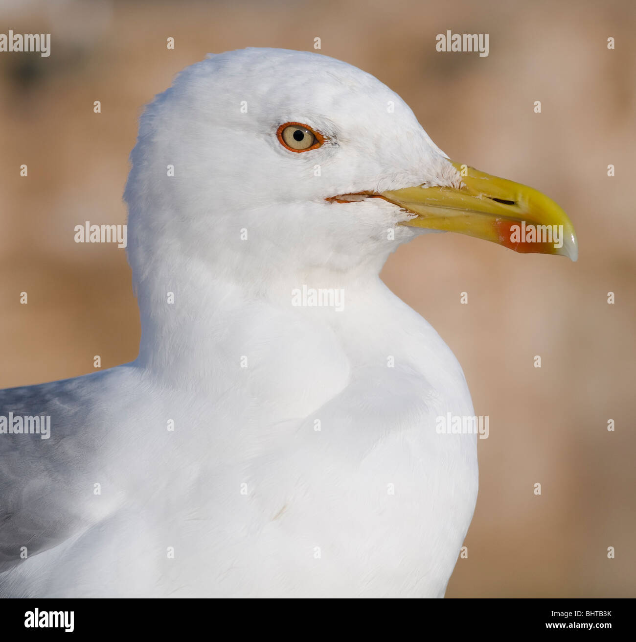 Portrait of a Herring gull showing the characteristic red spot seen ...