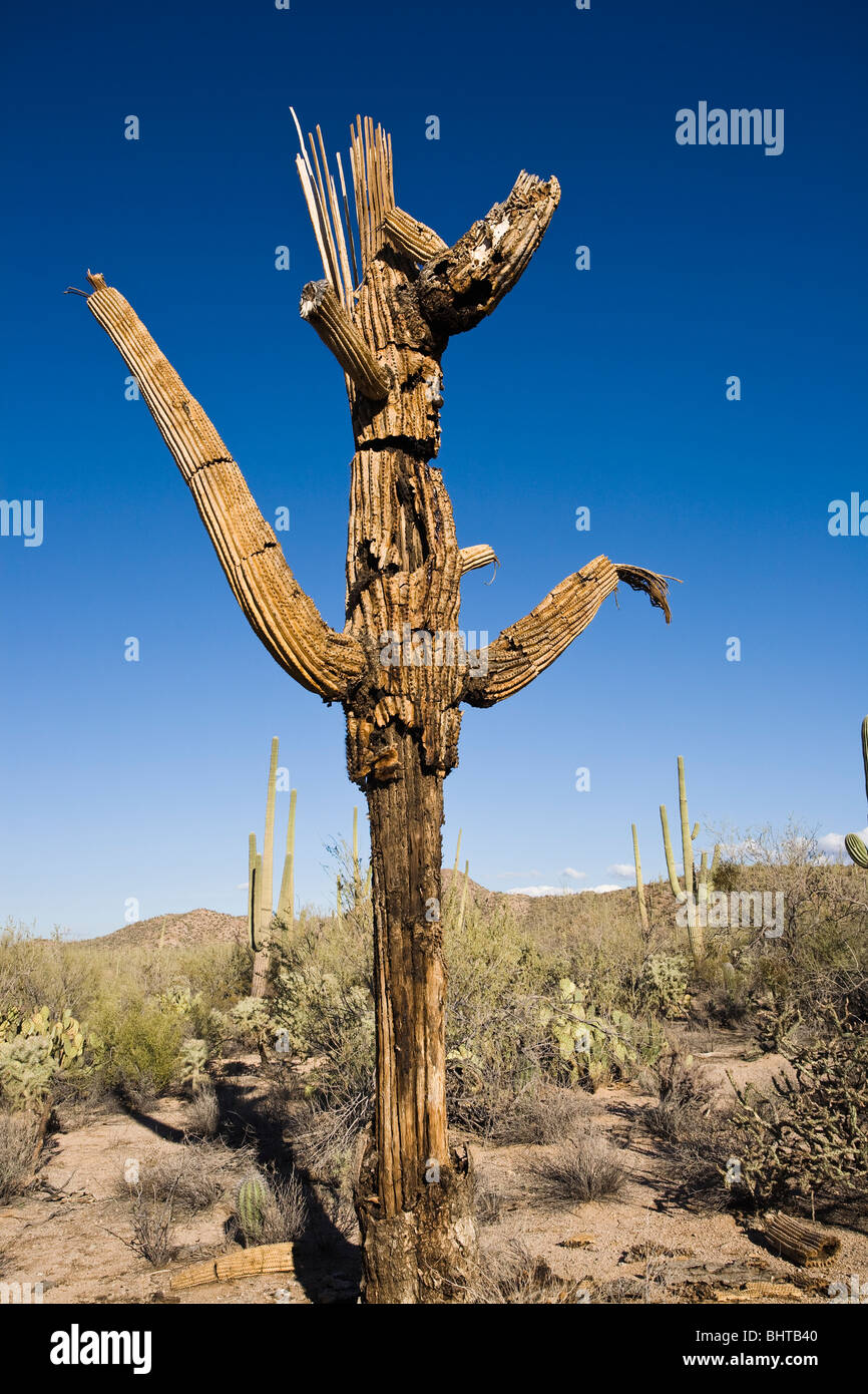 Old saguaro cactus hi-res stock photography and images - Alamy