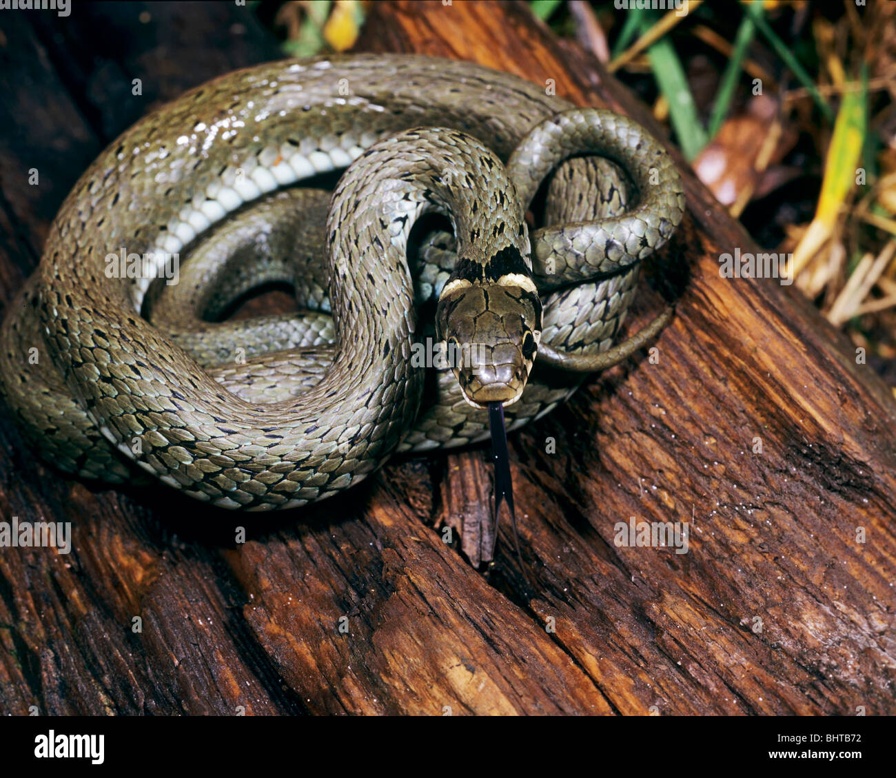 Grass Snake on a tree trunk / Natrix natrix Stock Photo - Alamy