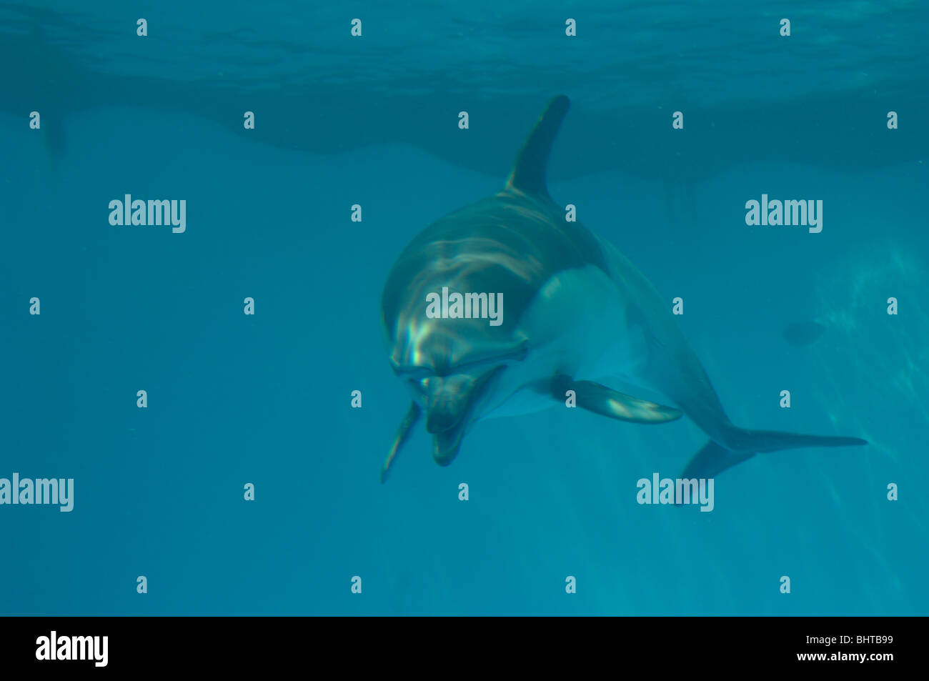 LONG-BEAKED COMMON DOLPHIN Stock Photo - Alamy