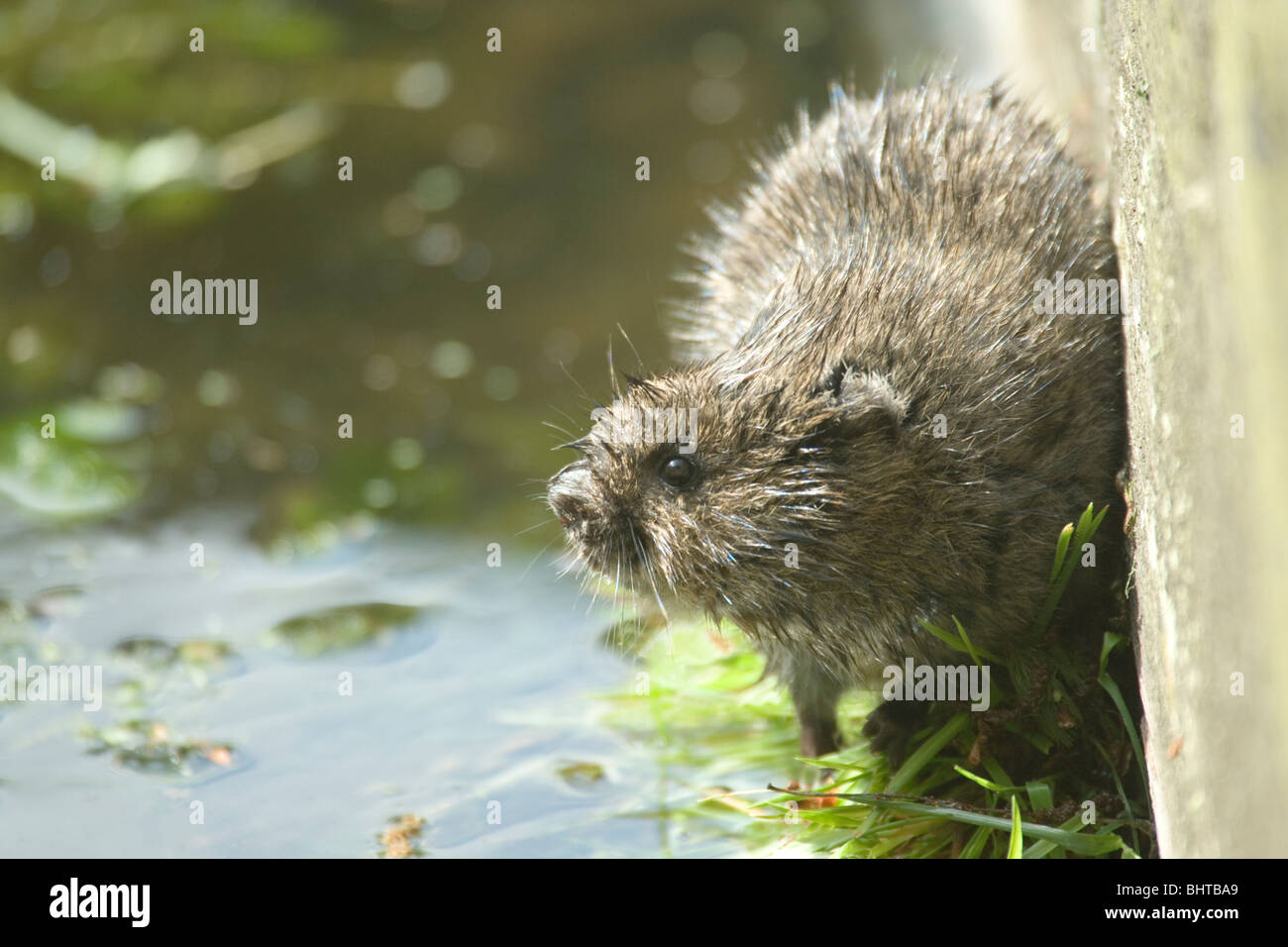 Water Vole (Arvicola amphibius). Alongside bridge wall Stock Photo - Alamy