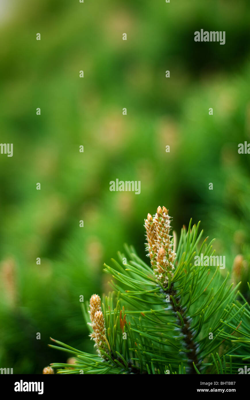 Small cones of a conifer tree hi-res stock photography and images - Alamy