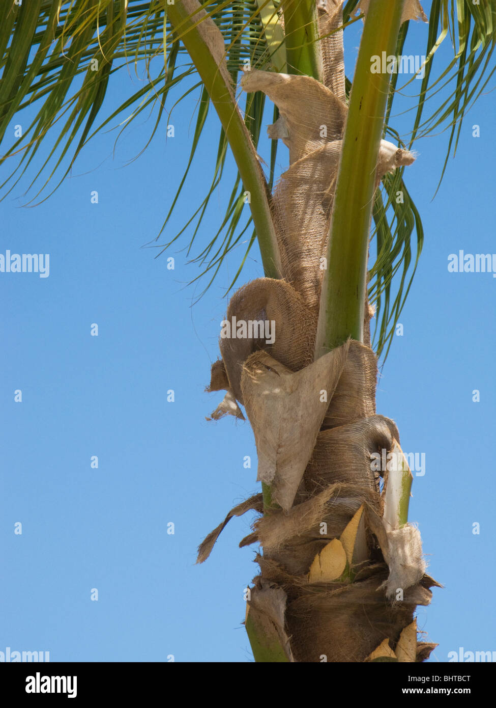 Palm tree detail Stock Photo - Alamy