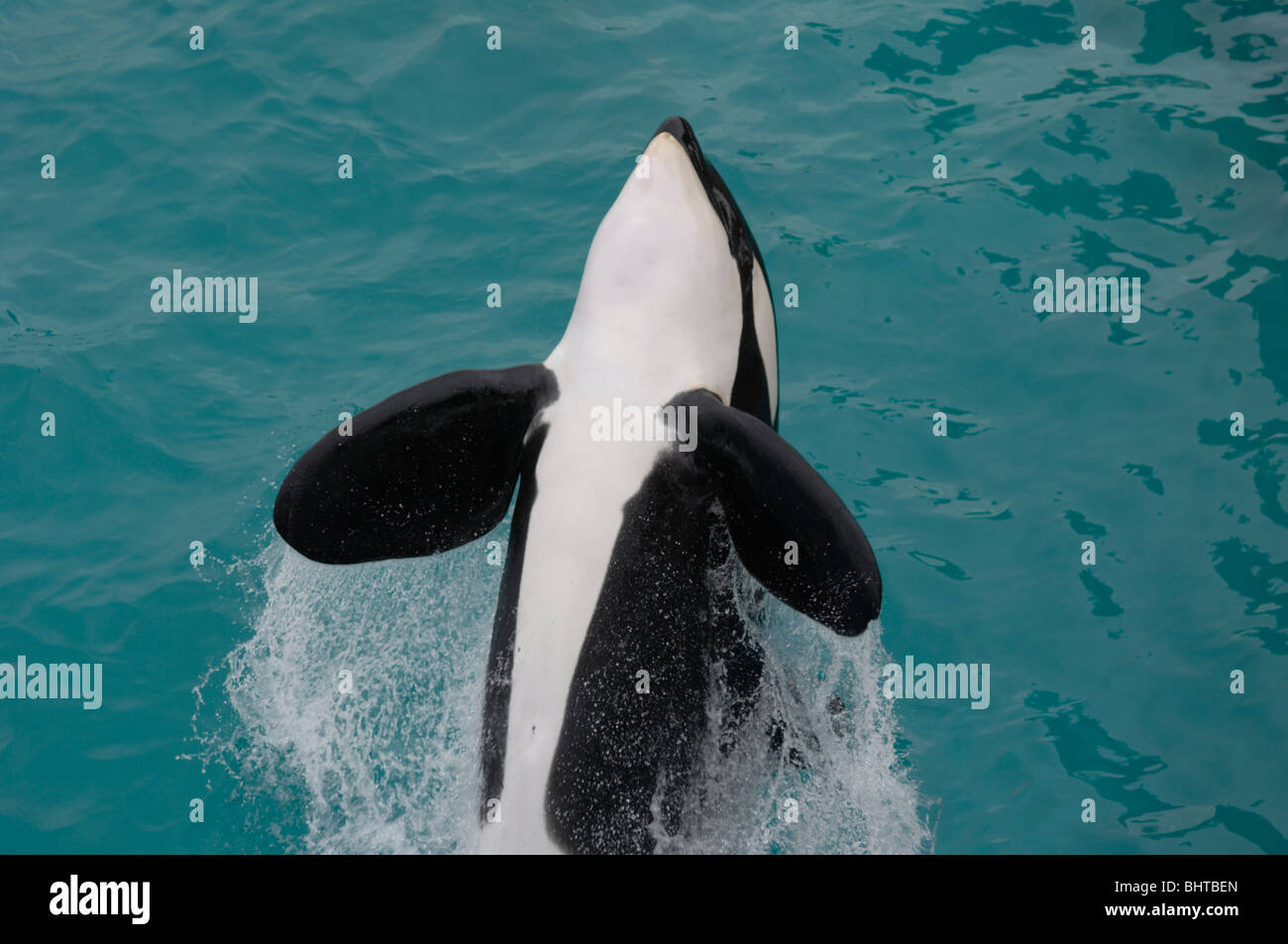 ORCA, KILLER WHALE JUMPING Stock Photo - Alamy