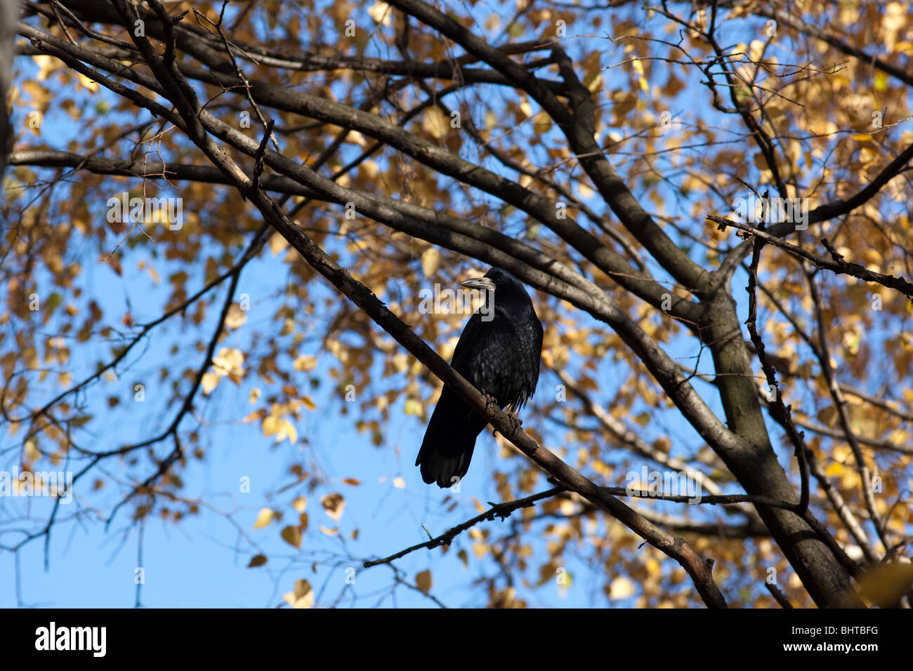 Rook habitat hi-res stock photography and images - Alamy