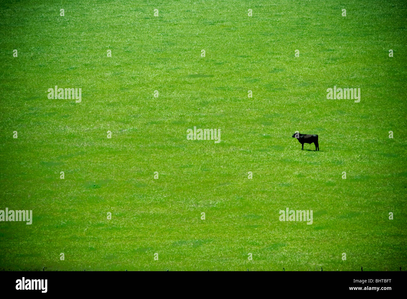 lonely bull on grassland Stock Photo - Alamy