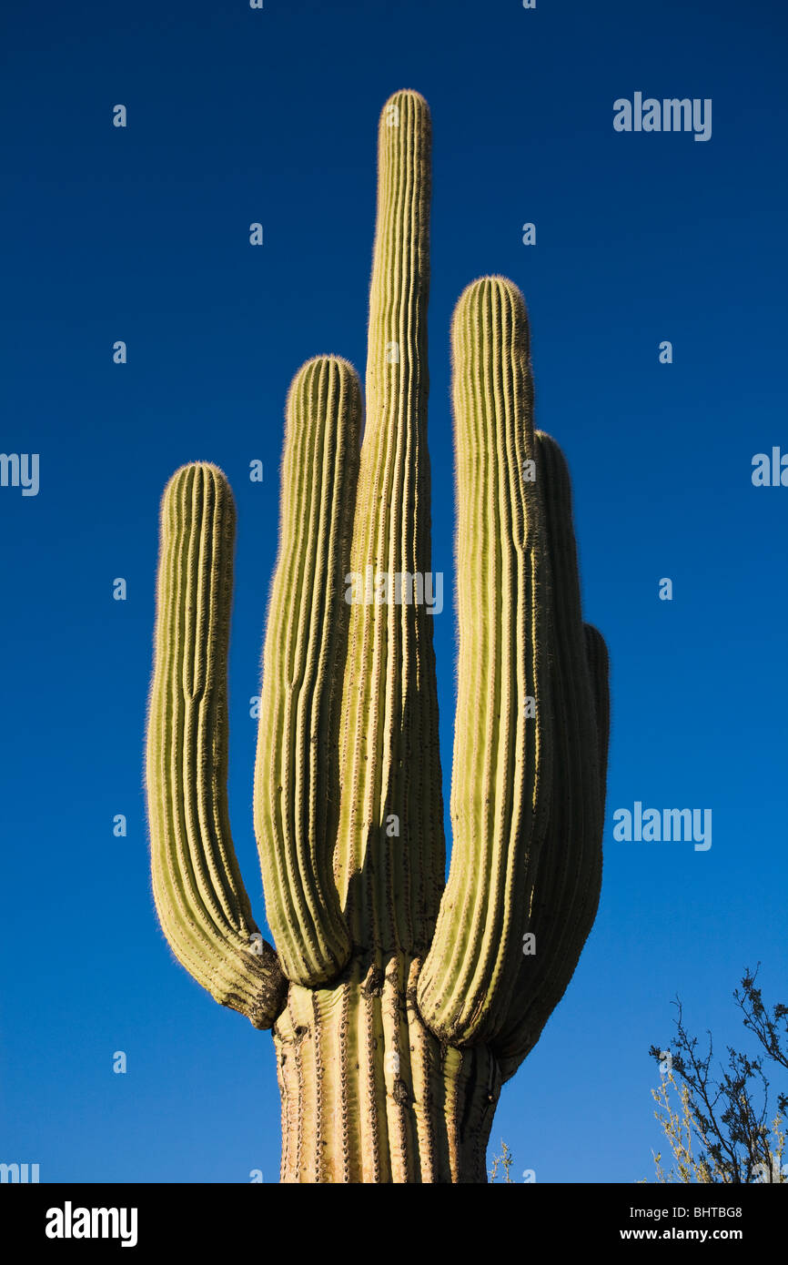 Giant Saguaro cactus, Carnegiea gigantea, at Saguaro National Park ...