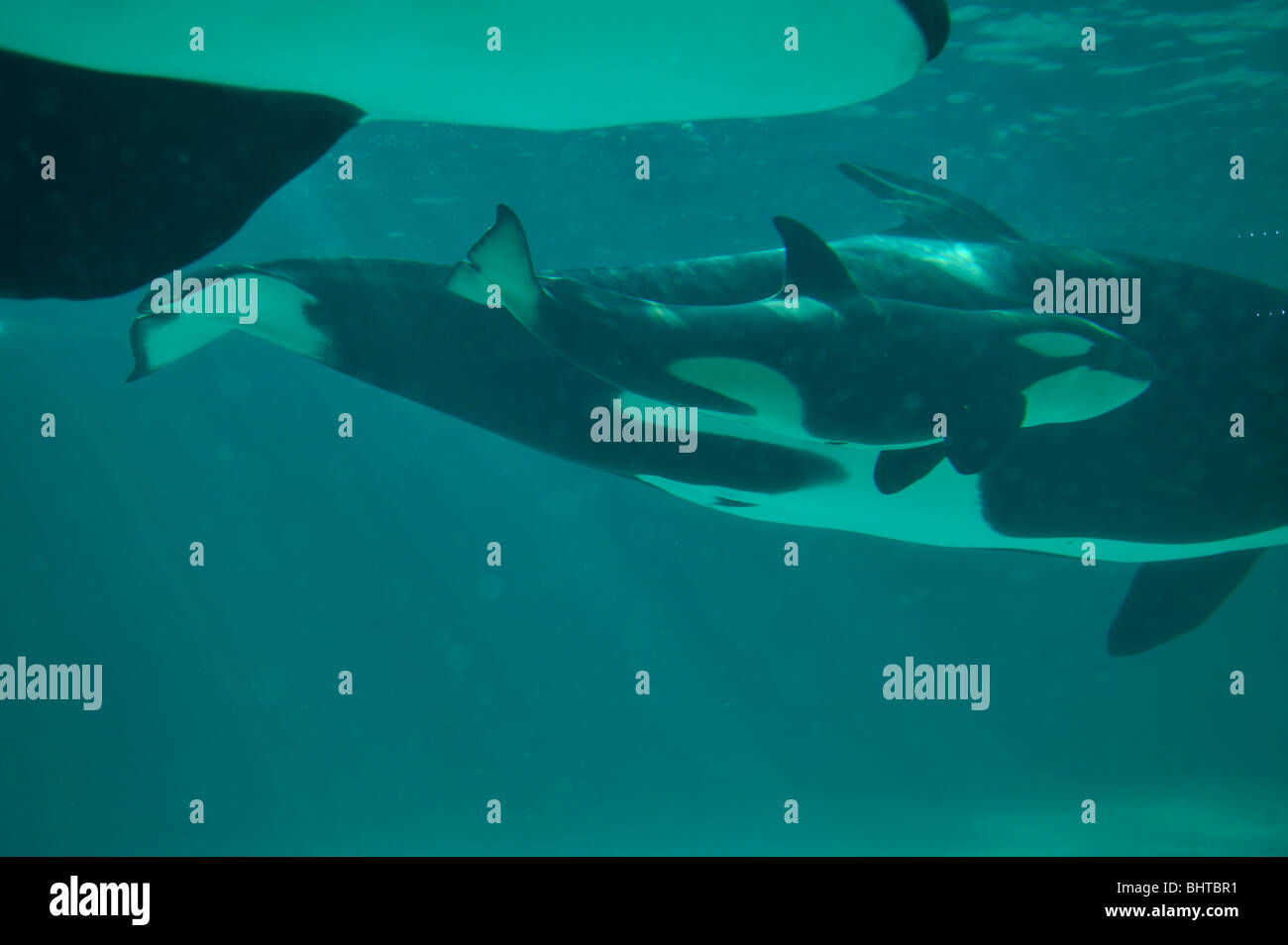 ORCA, KILLER WHALE FAMILY Stock Photo - Alamy