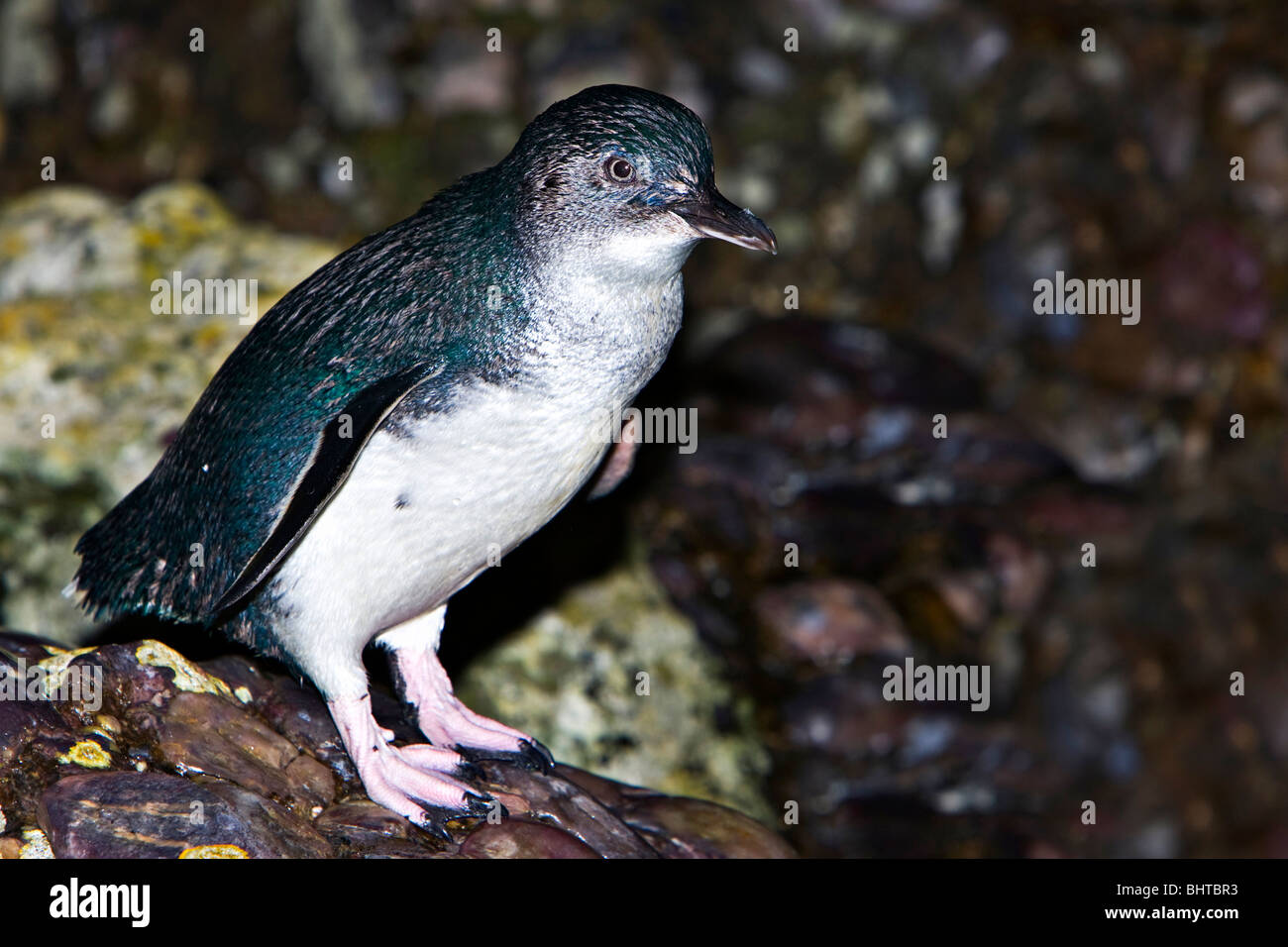 Blue Penguins (Eudyptula minor) climb ashore on a remote island off ...