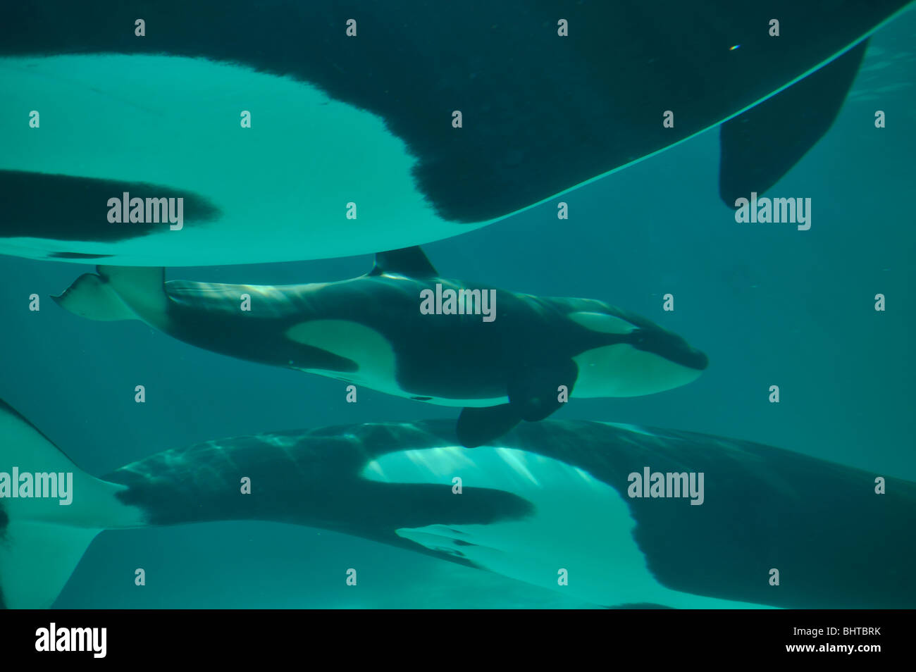 ORCA, KILLER WHALE FAMILY Stock Photo - Alamy