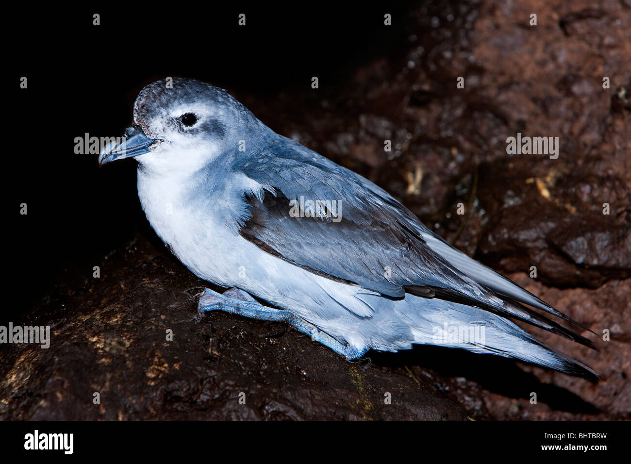 Southern Fairy Prion (Pachyptila turtur) - Tasmania Stock Photo - Alamy