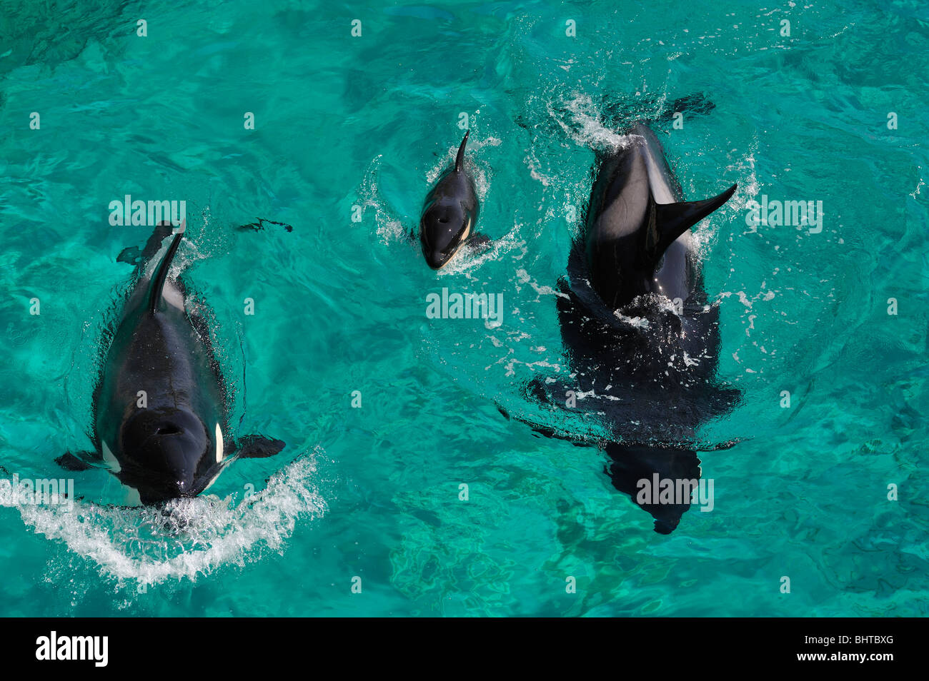 ORCA, KILLER WHALE FAMILY, BREATHING Stock Photo - Alamy