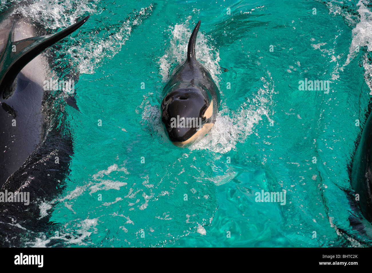 ORCA, KILLER WHALE FAMILY, BREATHING Stock Photo - Alamy